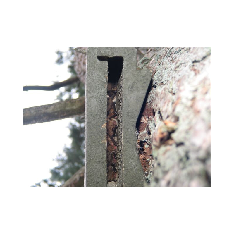 Bat cravice quarter, 49,94